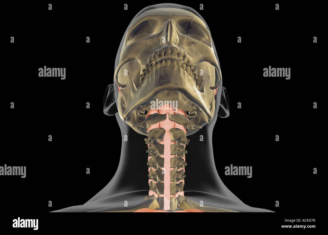The ligaments of the head and neck Stock Photo - Alamy