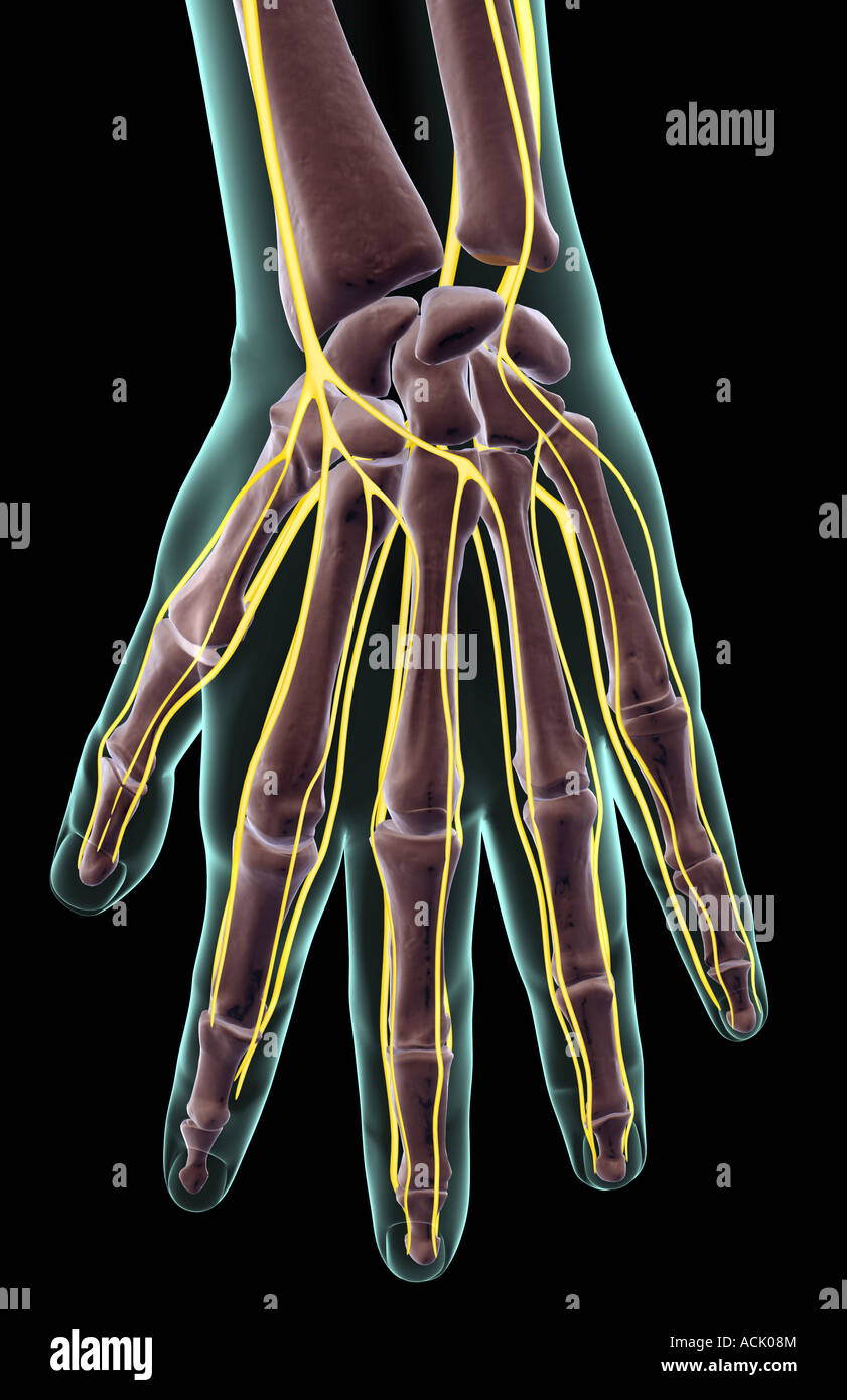 The nerves of the hand Stock Photo - Alamy