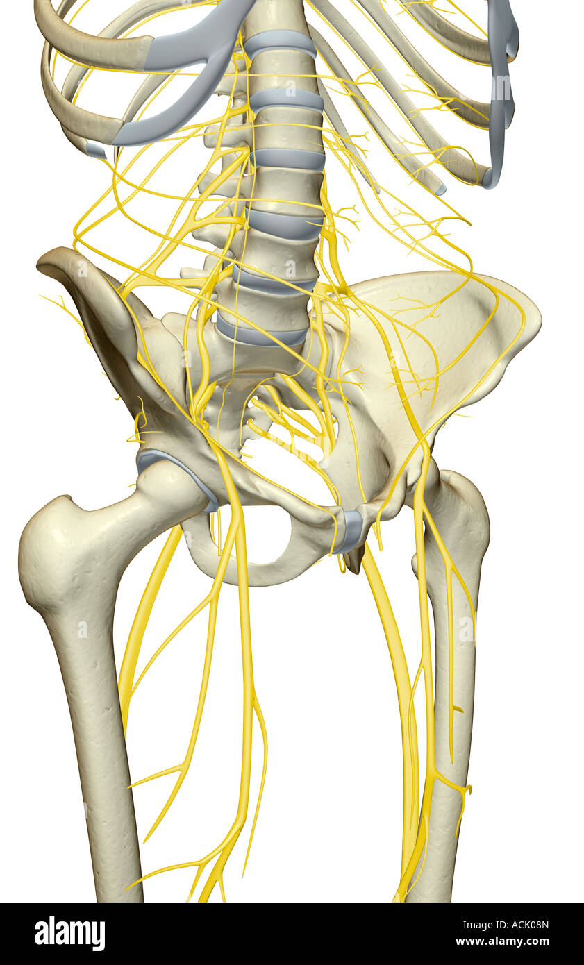 Sacral Nerves High Resolution Stock Photography and Images - Alamy