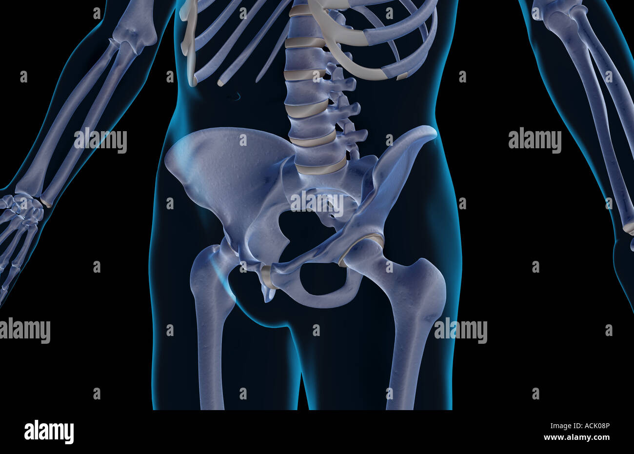 The bones of the lower body Stock Photo - Alamy