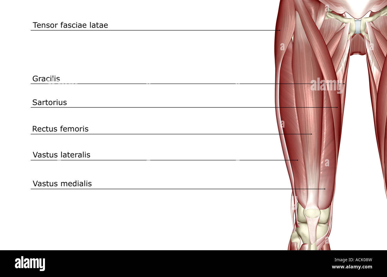 Muscles of the thigh hi-res stock photography and images - Alamy
