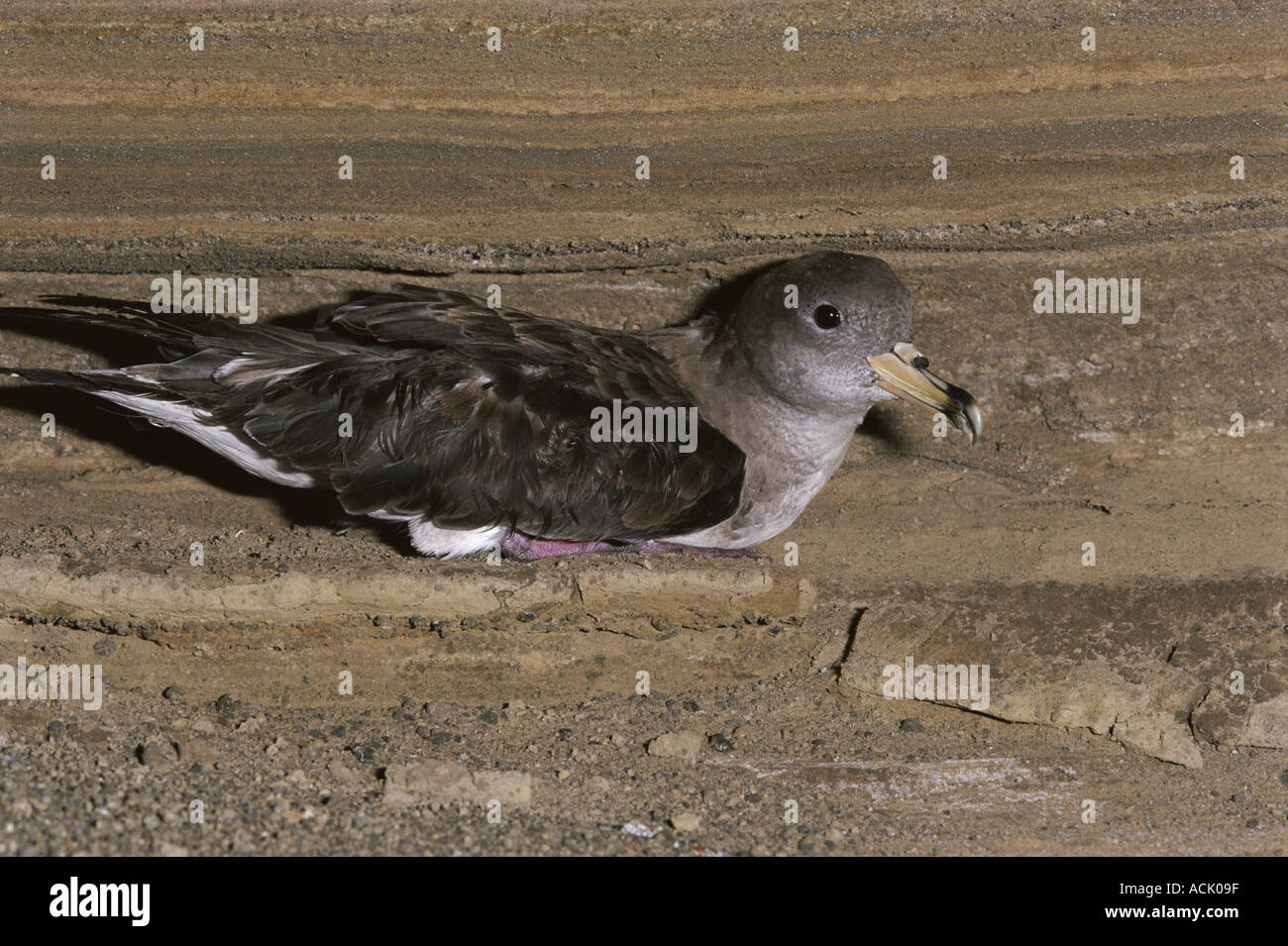 Cory s Shearwater Calonectris diomedea Columbretes Islands NP Spain ...