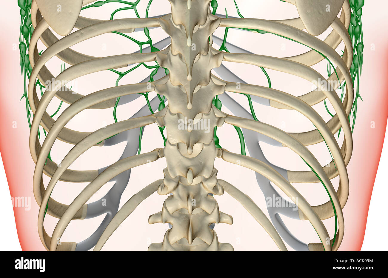 The lymph supply of the back Stock Photo - Alamy