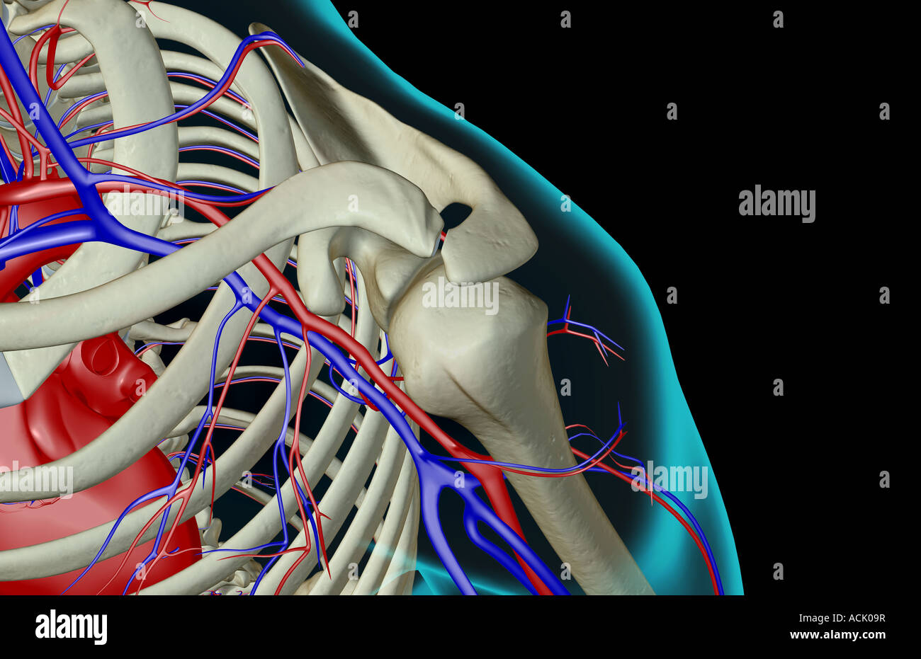 The blood supply of the shoulder Stock Photo - Alamy