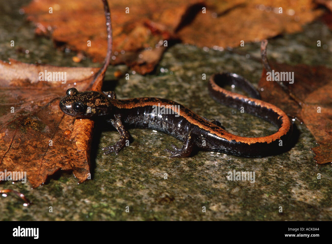 Golden striped salamander Chioglossa lusitanica Muniellos NP Spain ...
