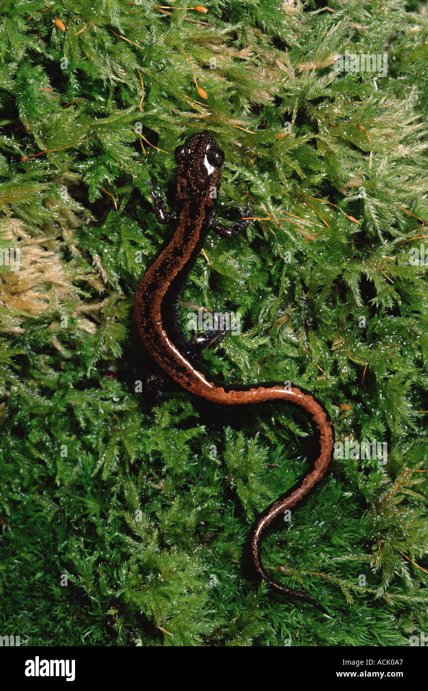 Spanish salamanders hi-res stock photography and images - Alamy