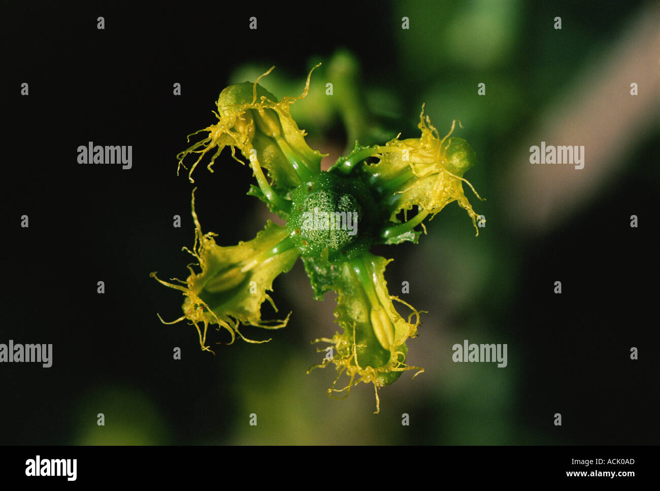 Fringed rue ruta chalepensis hi-res stock photography and images - Alamy