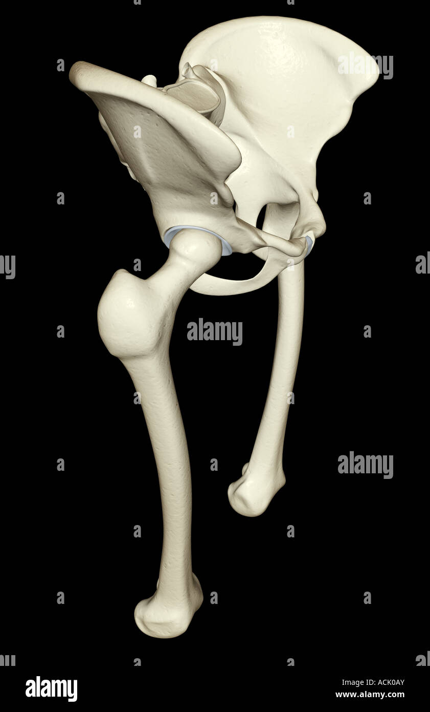 Front and side view of pelvis of hi-res stock photography and images ...