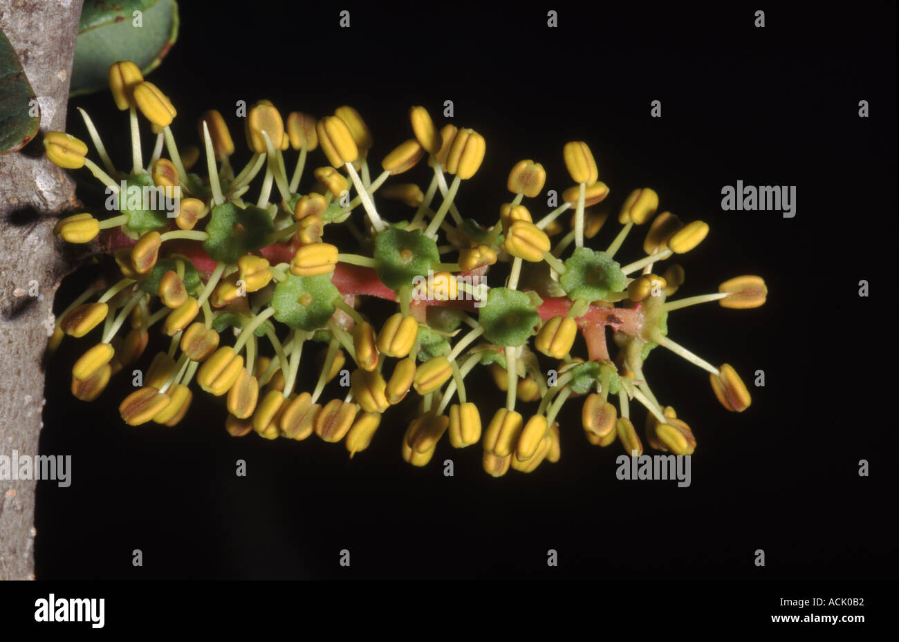Flowers of the carob tree hi-res stock photography and images - Alamy