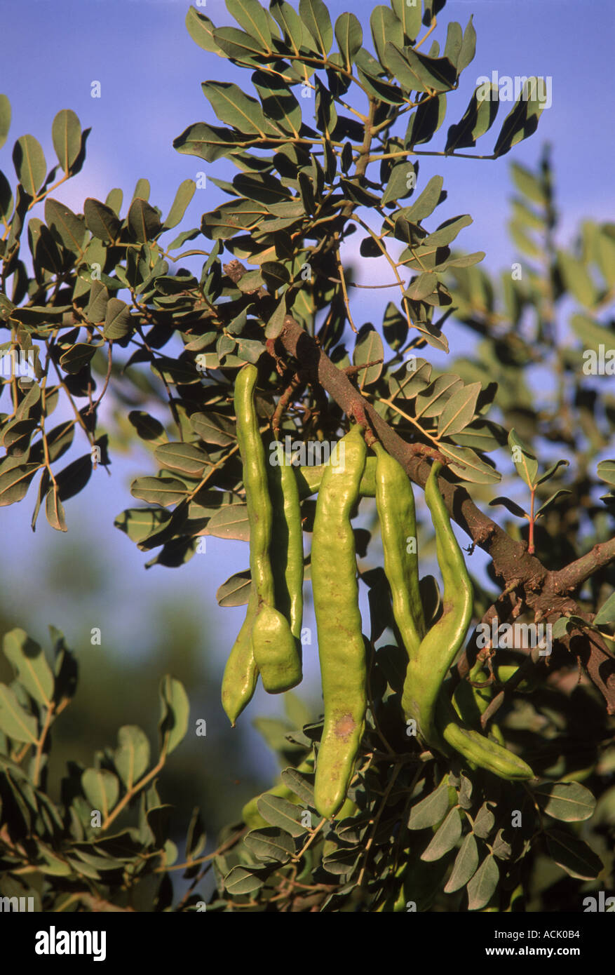 Carob tree seed pods Ceratonia siliqua Alicante Spain Stock Photo - Alamy