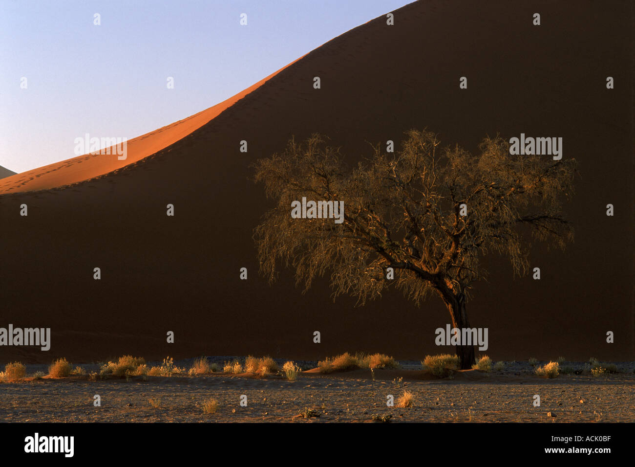 Camelthorn tree in Namib desert Acacia erioloba Sossus Vlei Namibia ...
