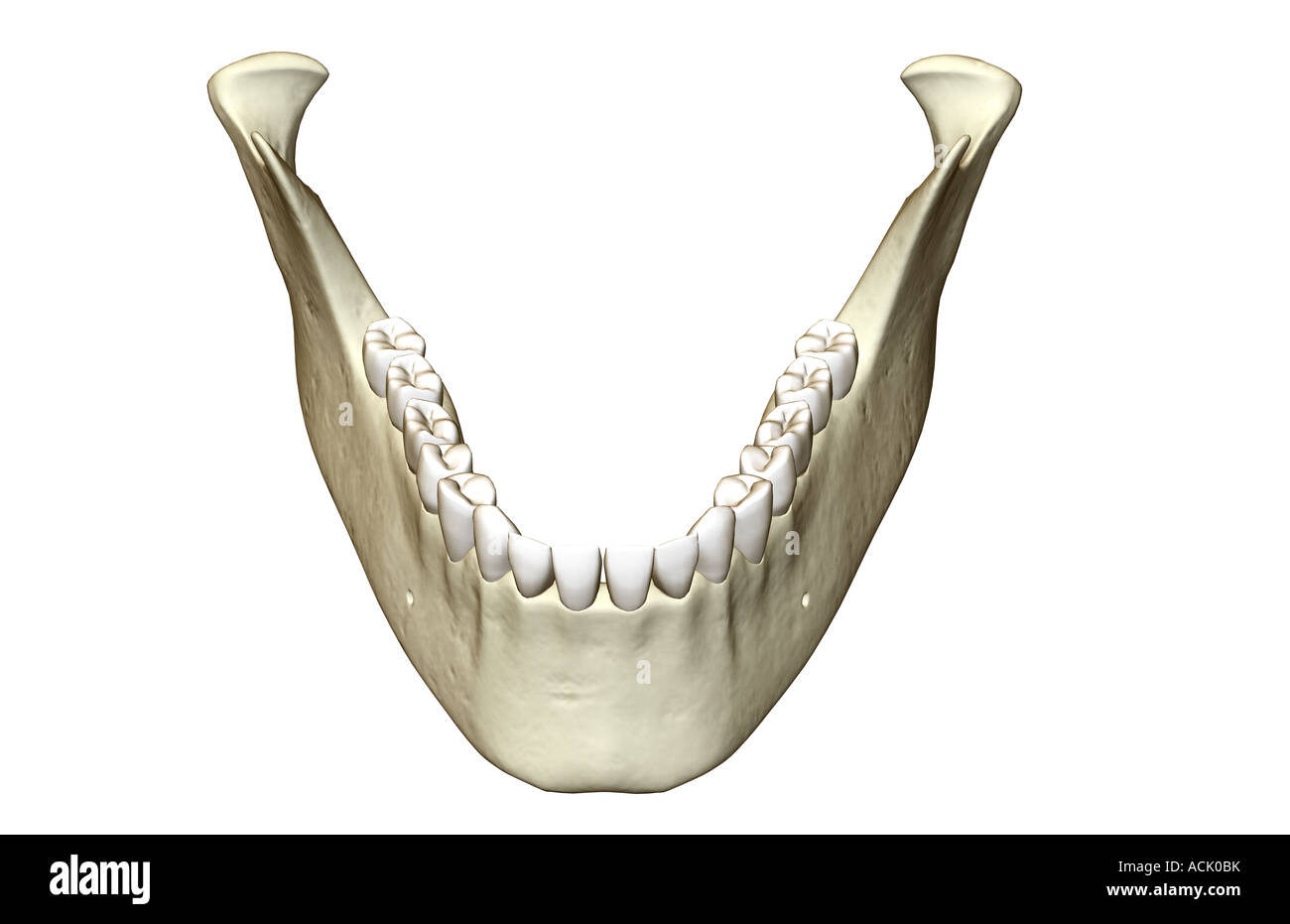 Coronoid Fossa Mandible