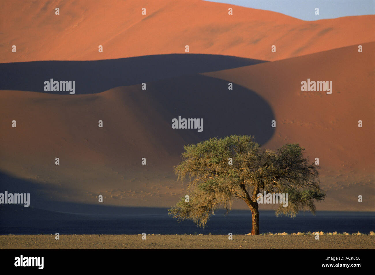 Camelthorn tree in Namib desert Acacia erioloba Sossus Vlei Namibia ...