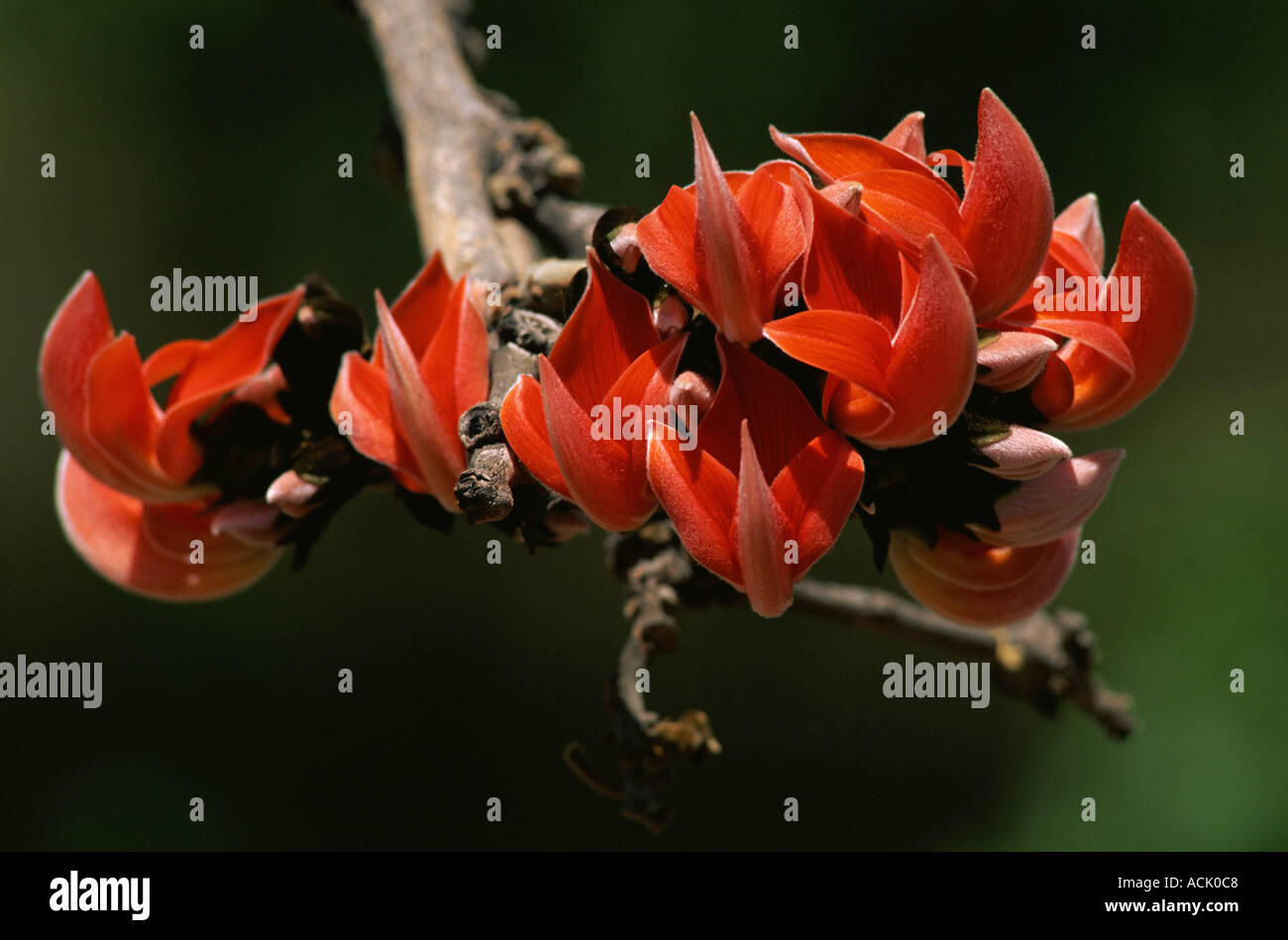 Indian butea hi-res stock photography and images - Alamy