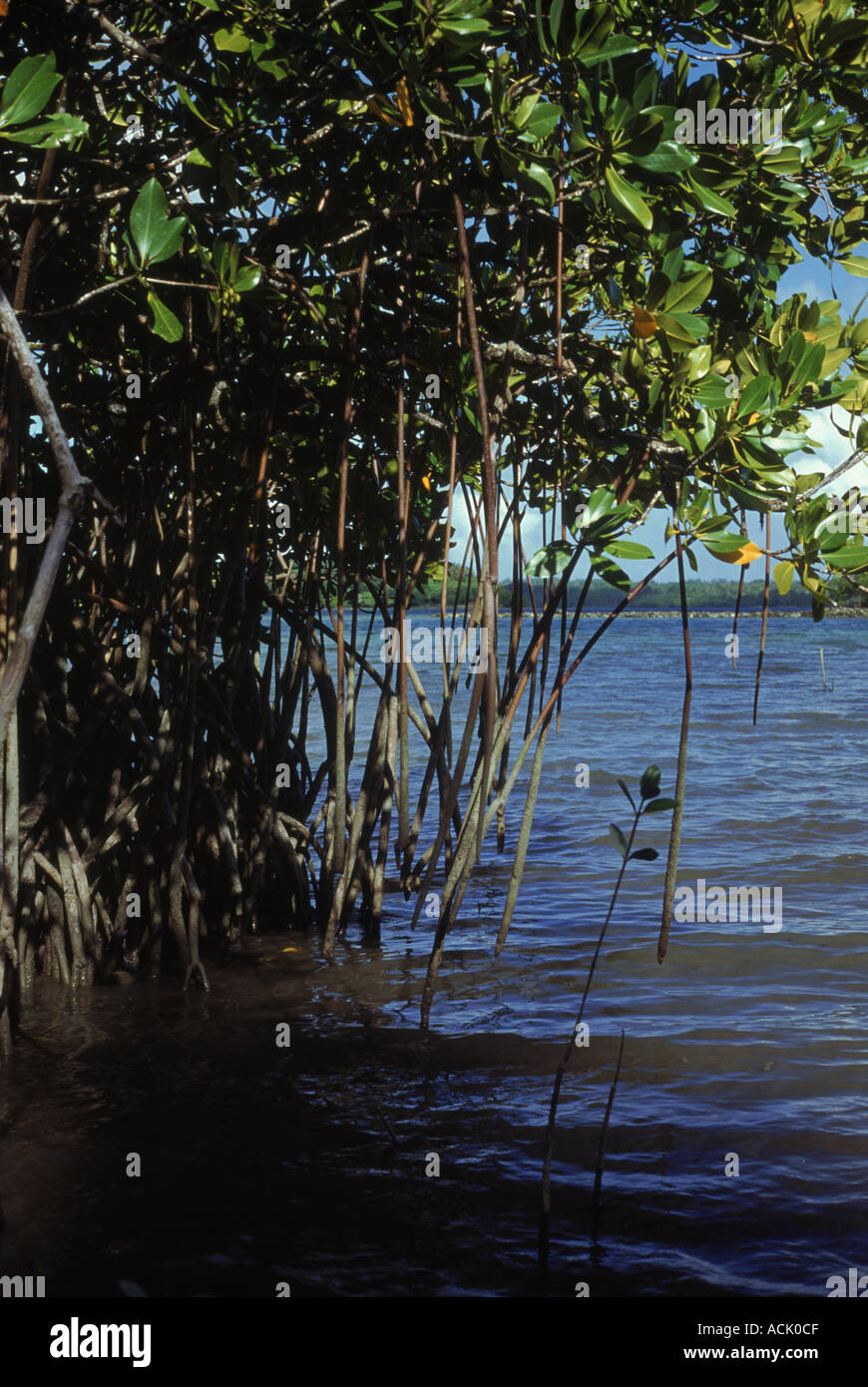 Mangrove trees on inner lagoon Yap island Palau Micronesia Stock Photo ...