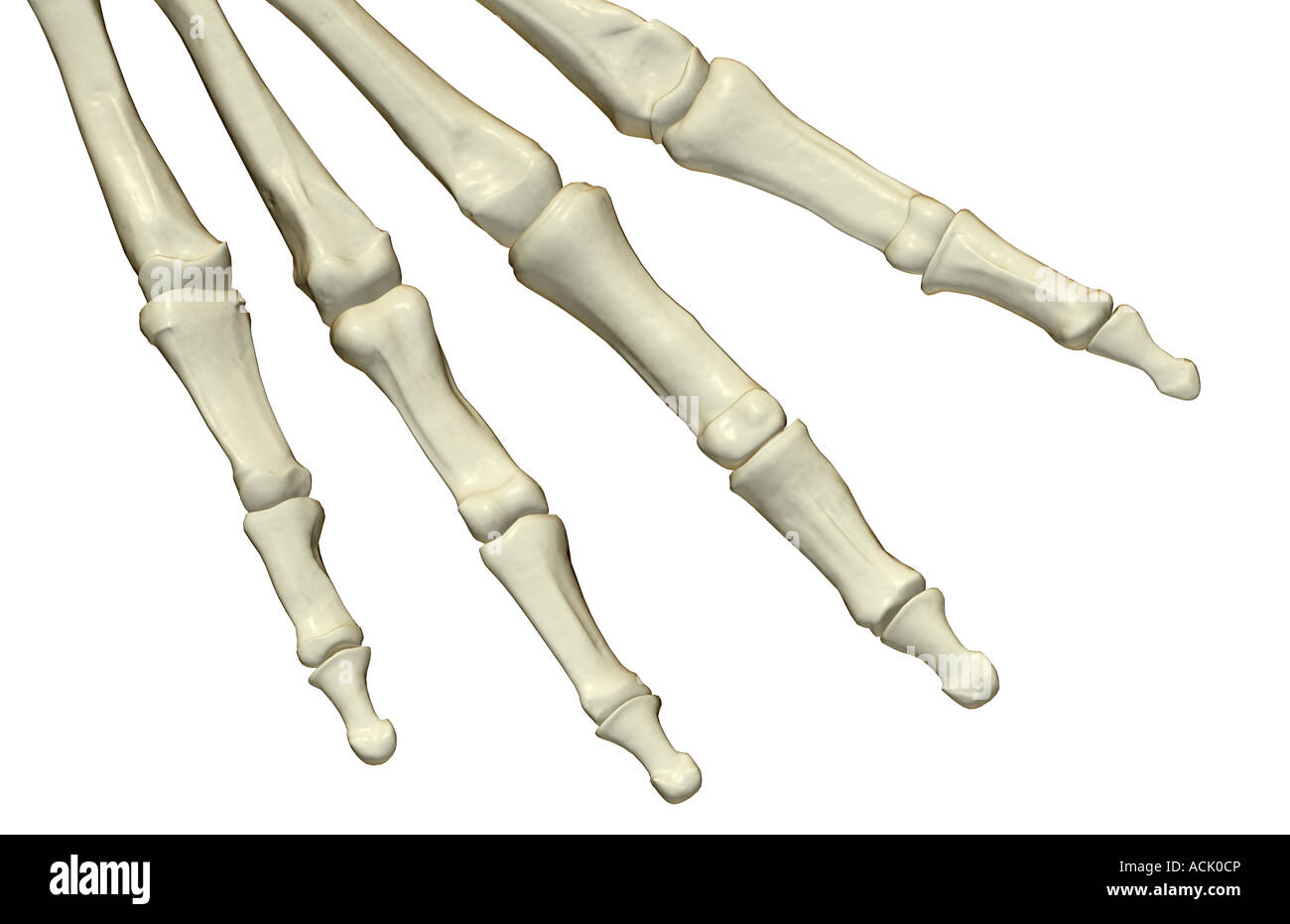 The bones of the fingers Stock Photo - Alamy