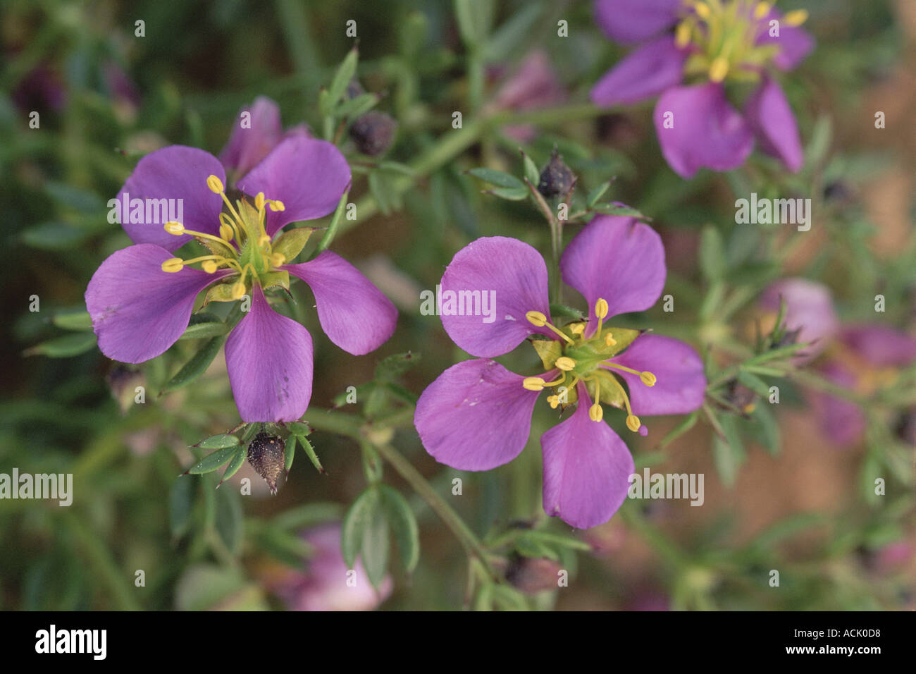 Sand spurrey in flower Spergularia rubra Alicante Spain Stock Photo - Alamy