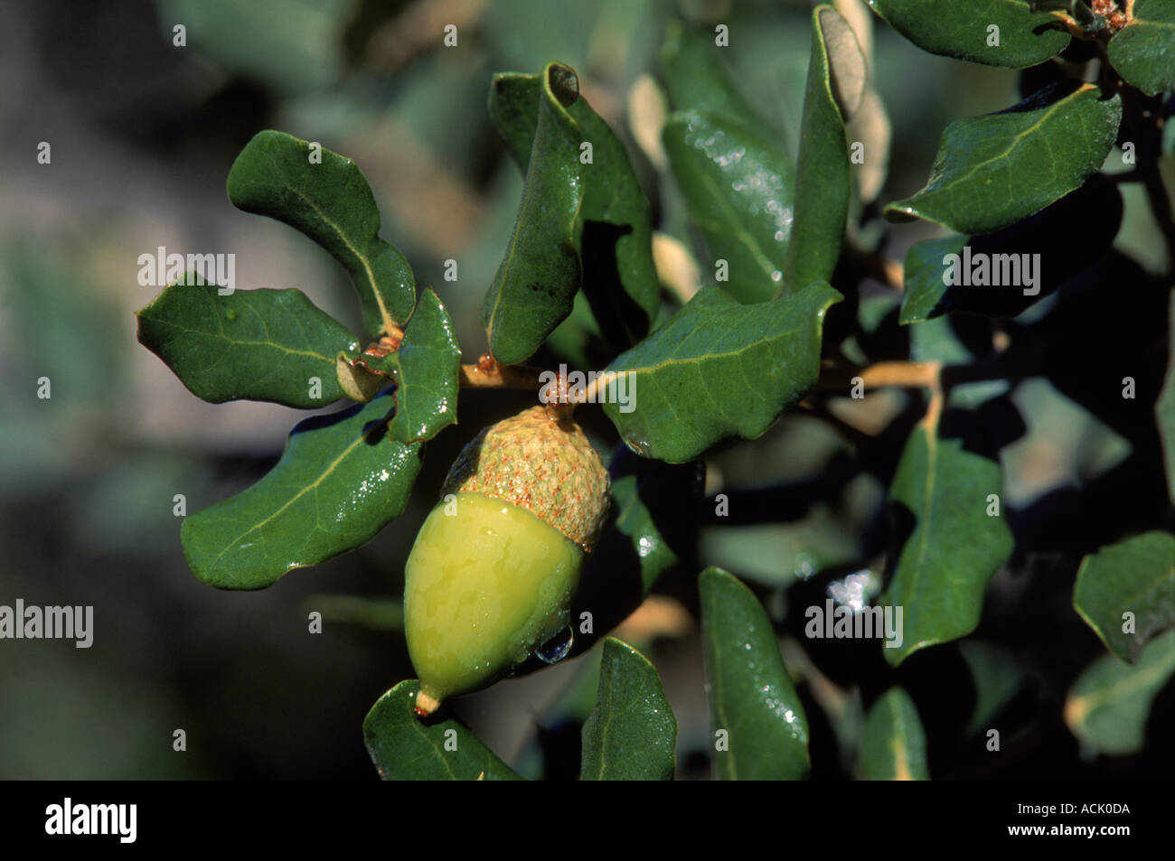Holm oak tree acorn Quercus ilex Alicante Spain Stock Photo - Alamy