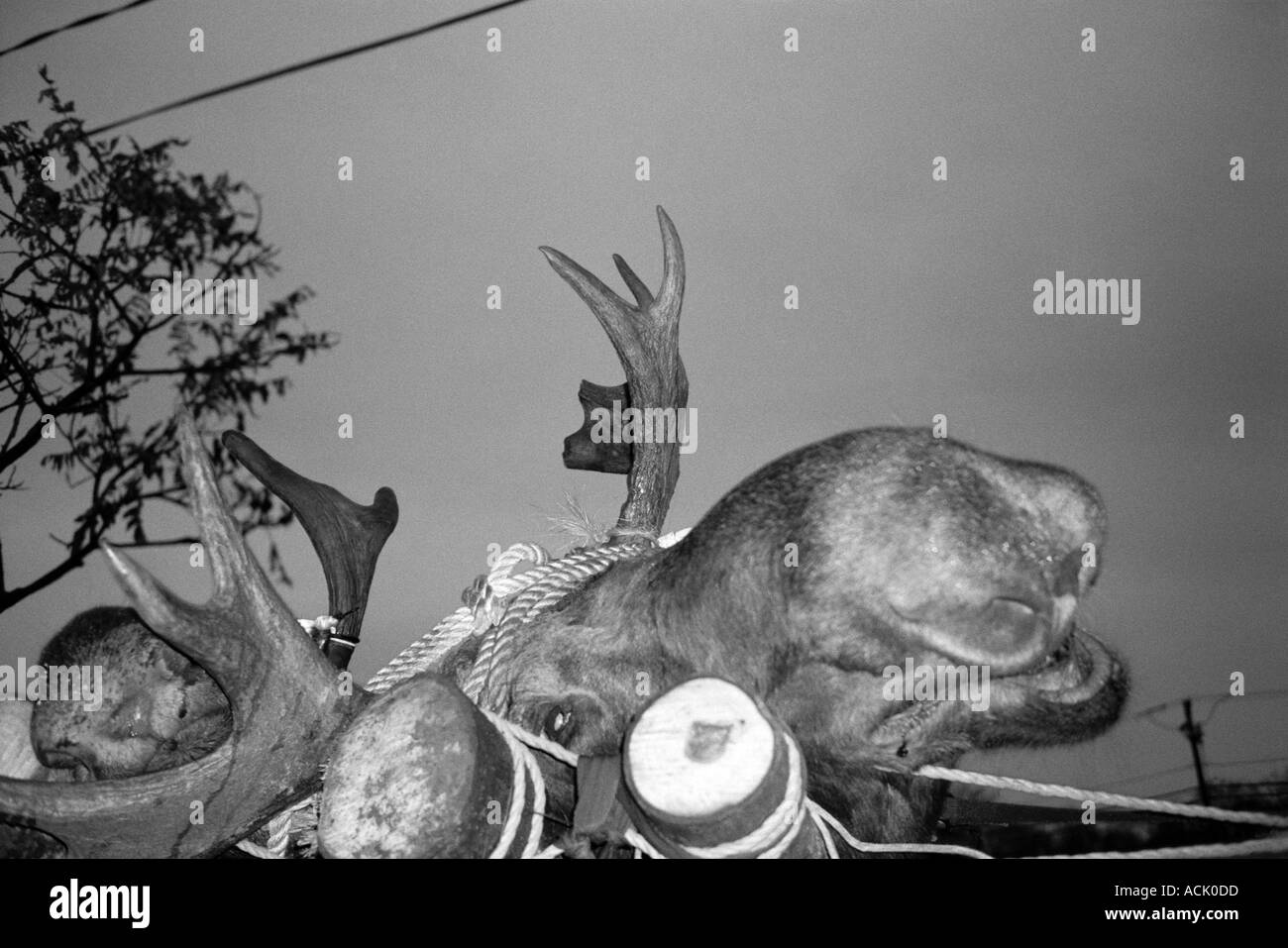 Dead head Black and White Stock Photos & Images - Alamy