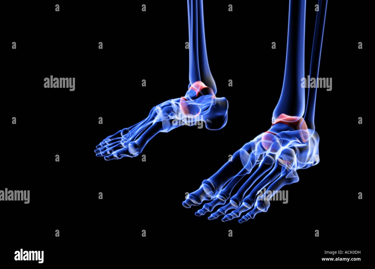 Feet Bones Anatomy High Resolution Stock Photography and Images - Alamy