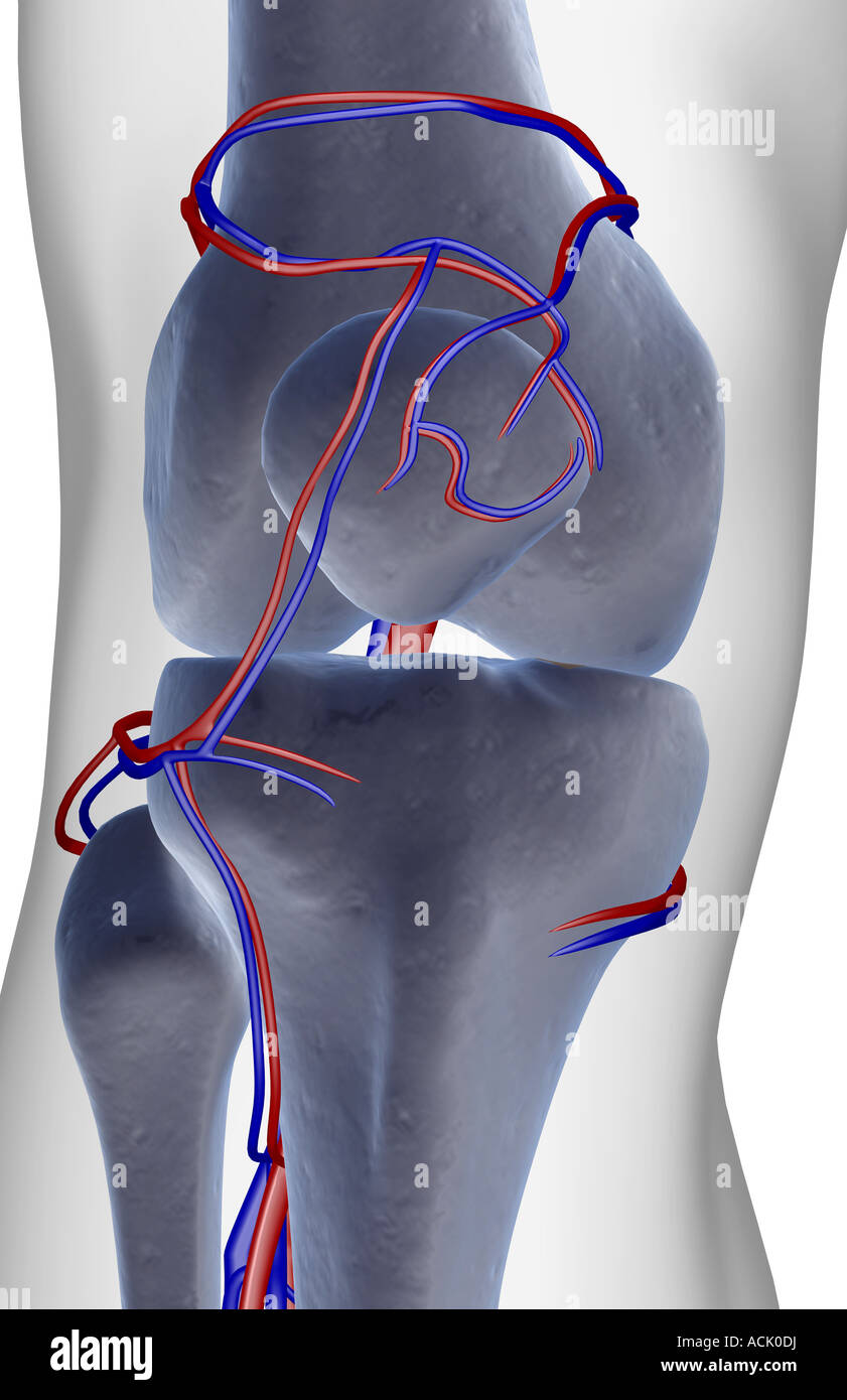 The blood supply of the knee Stock Photo - Alamy