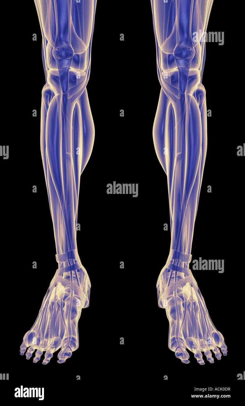 The muscles of the legs Stock Photo - Alamy