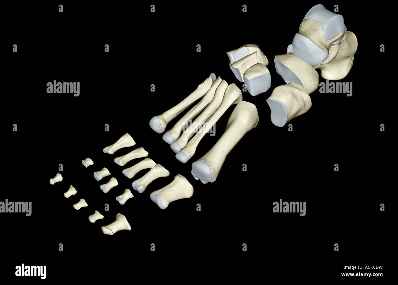 Cuneiform Bones Stock Photos & Cuneiform Bones Stock Images - Alamy