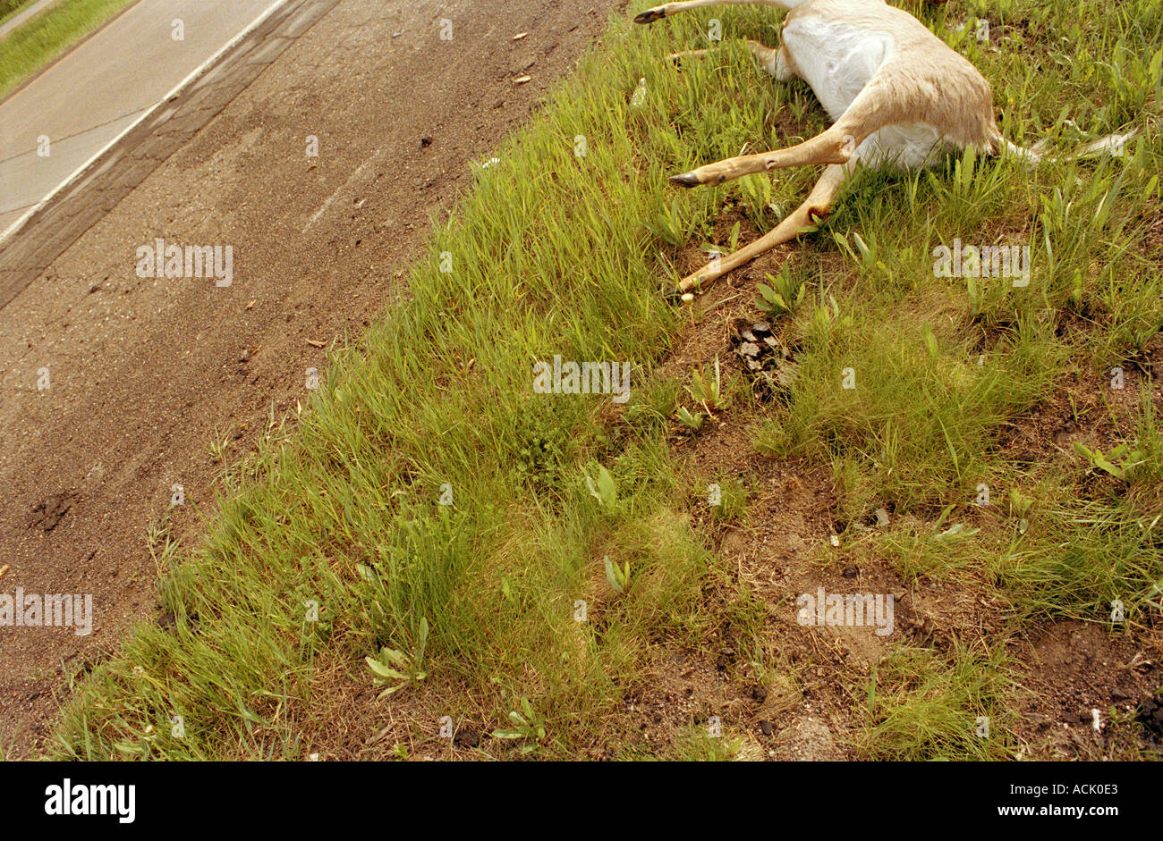 Dead doe hi-res stock photography and images - Alamy
