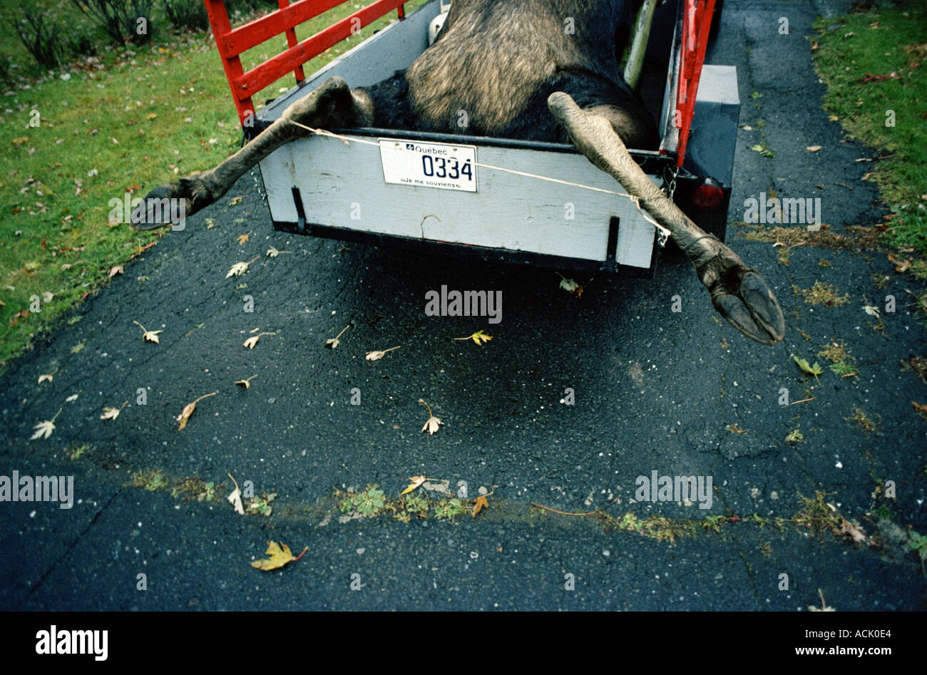 Dead moose hi-res stock photography and images - Alamy