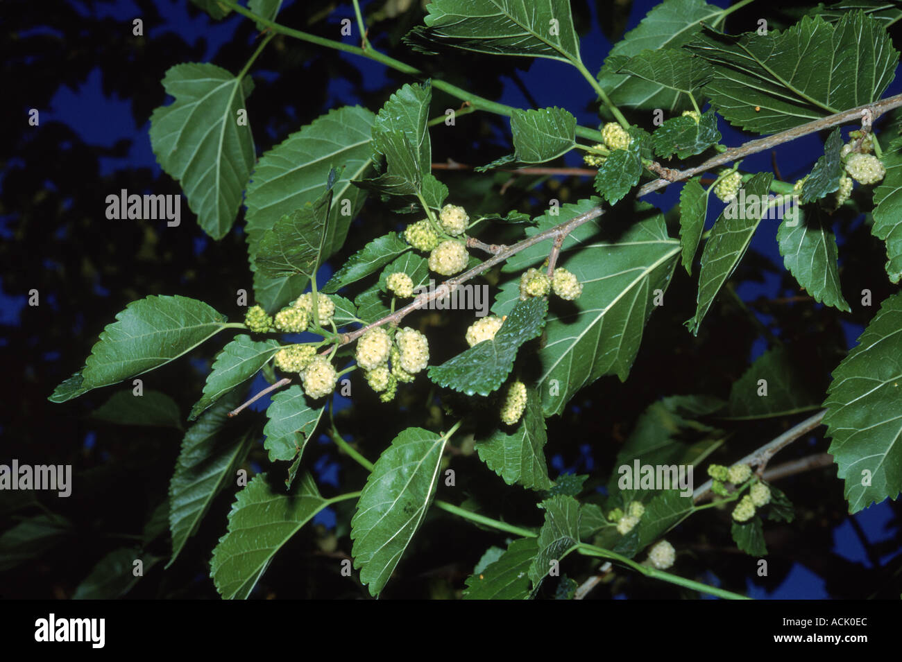 Mulberry Tree Silkworm