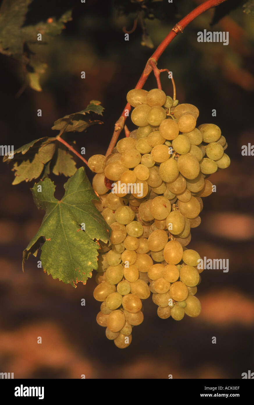 Grape Vine Plant Vitis Grape Vine 'Black Alicante' – Large 40-50cm ...