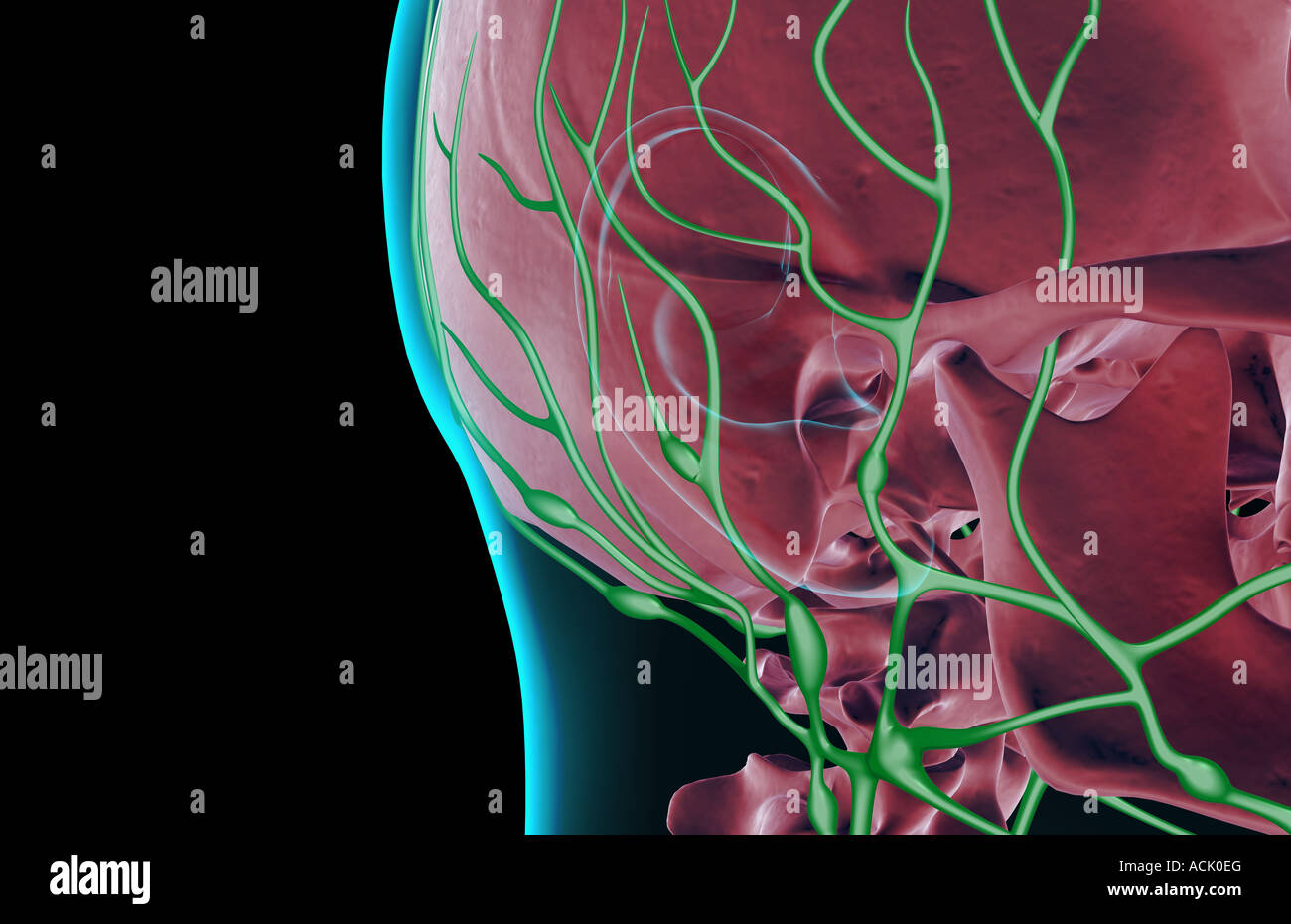 Lymph vessels face hi-res stock photography and images - Alamy