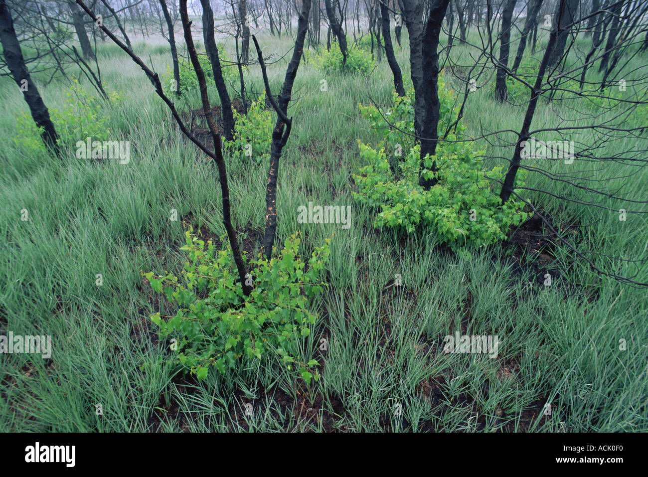 Birch trees showing regrowth after fire Kalmthoutse Heide Belgium Stock ...