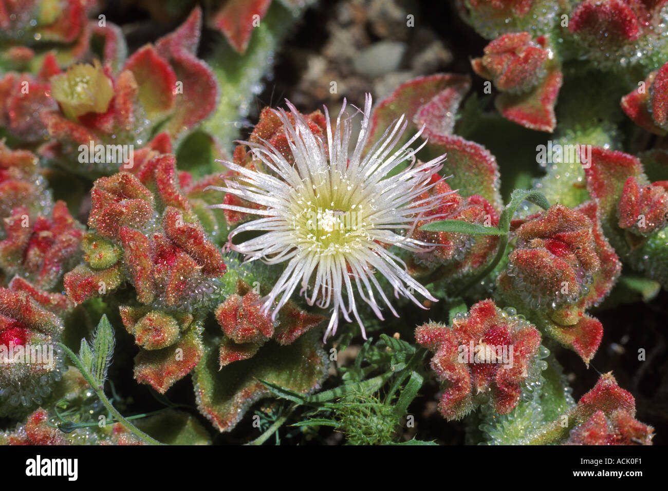 White daisy livingstone daisy flower hi-res stock photography and ...