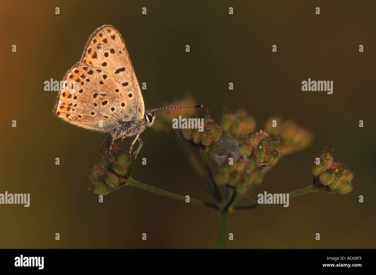 Sooty copper butterfly Lycaena tityrus France Stock Photo - Alamy