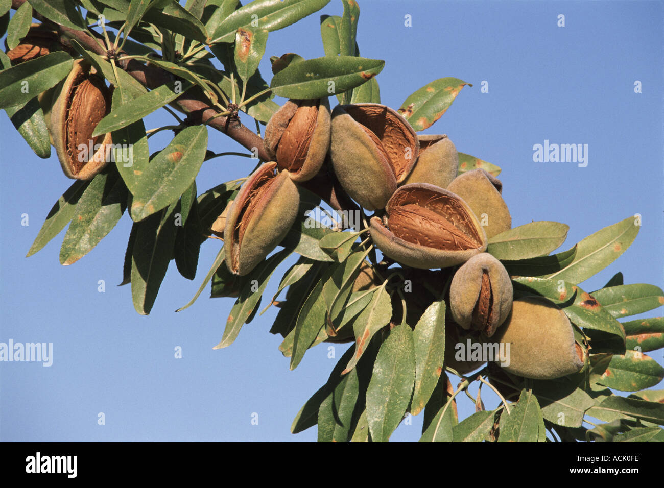 Almond Tree nuts Prunus dulcis Alicante Spain Stock Photo - Alamy