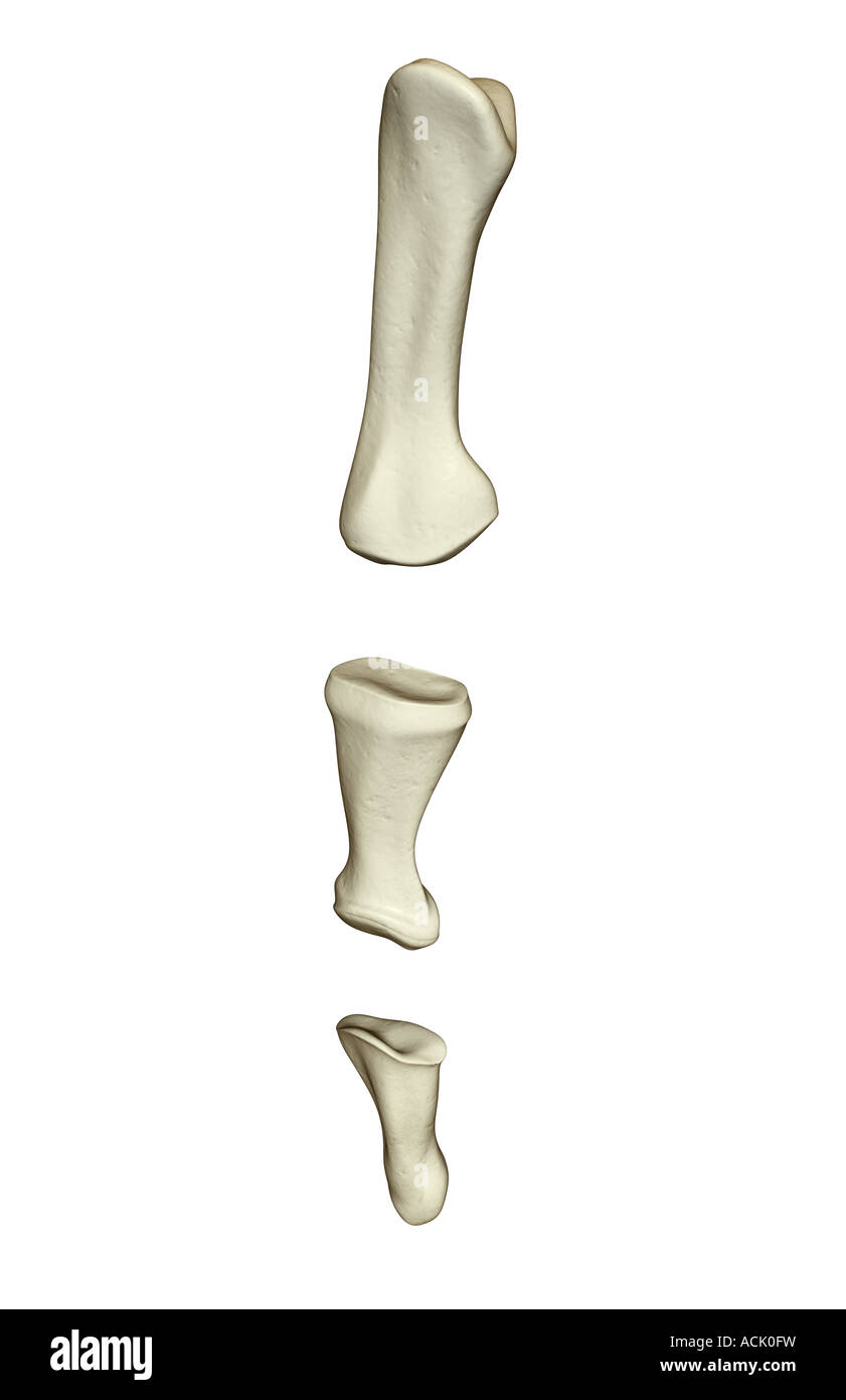 The bones of the fingers Stock Photo - Alamy