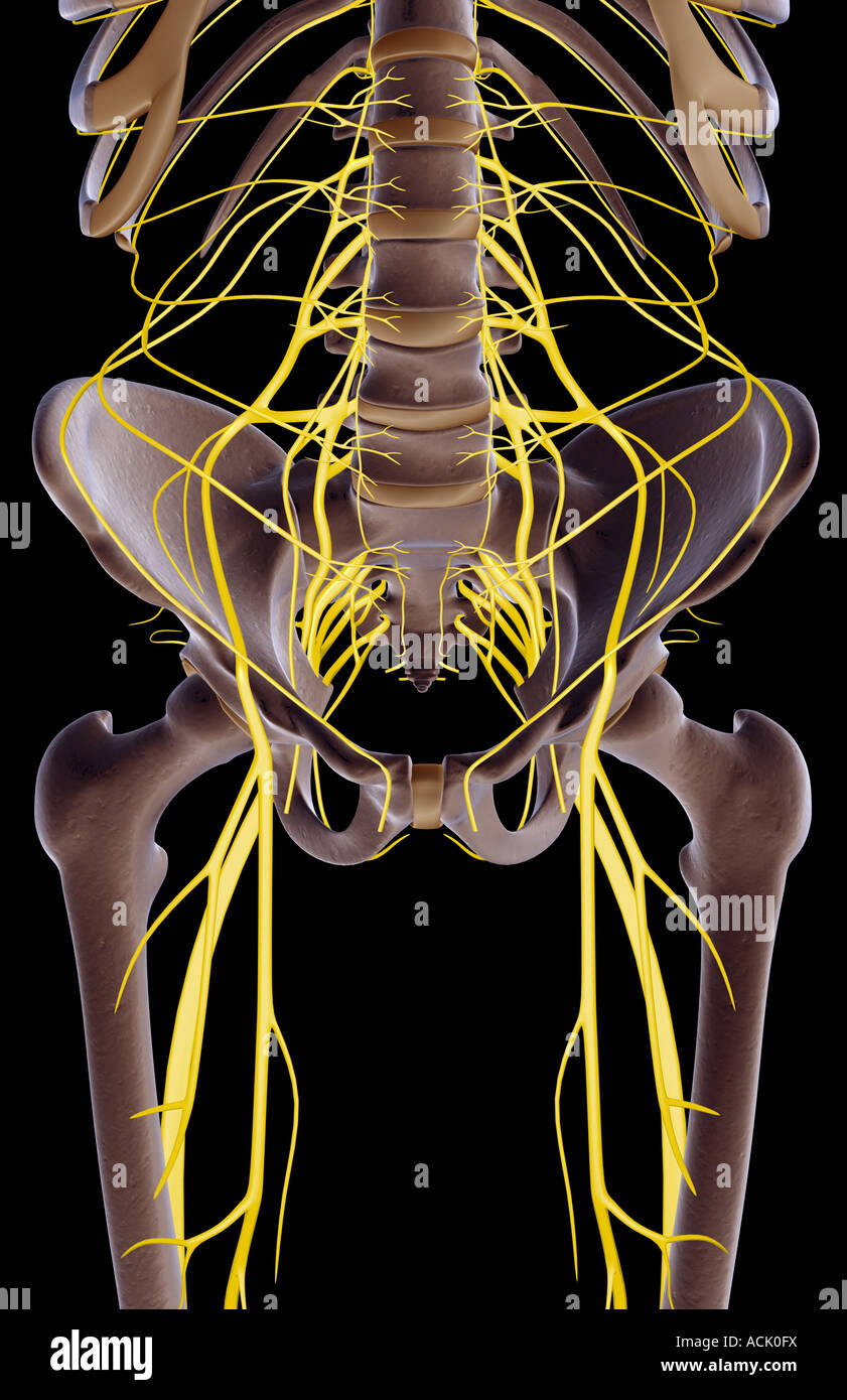 Sacral Nerves High Resolution Stock Photography and Images - Alamy