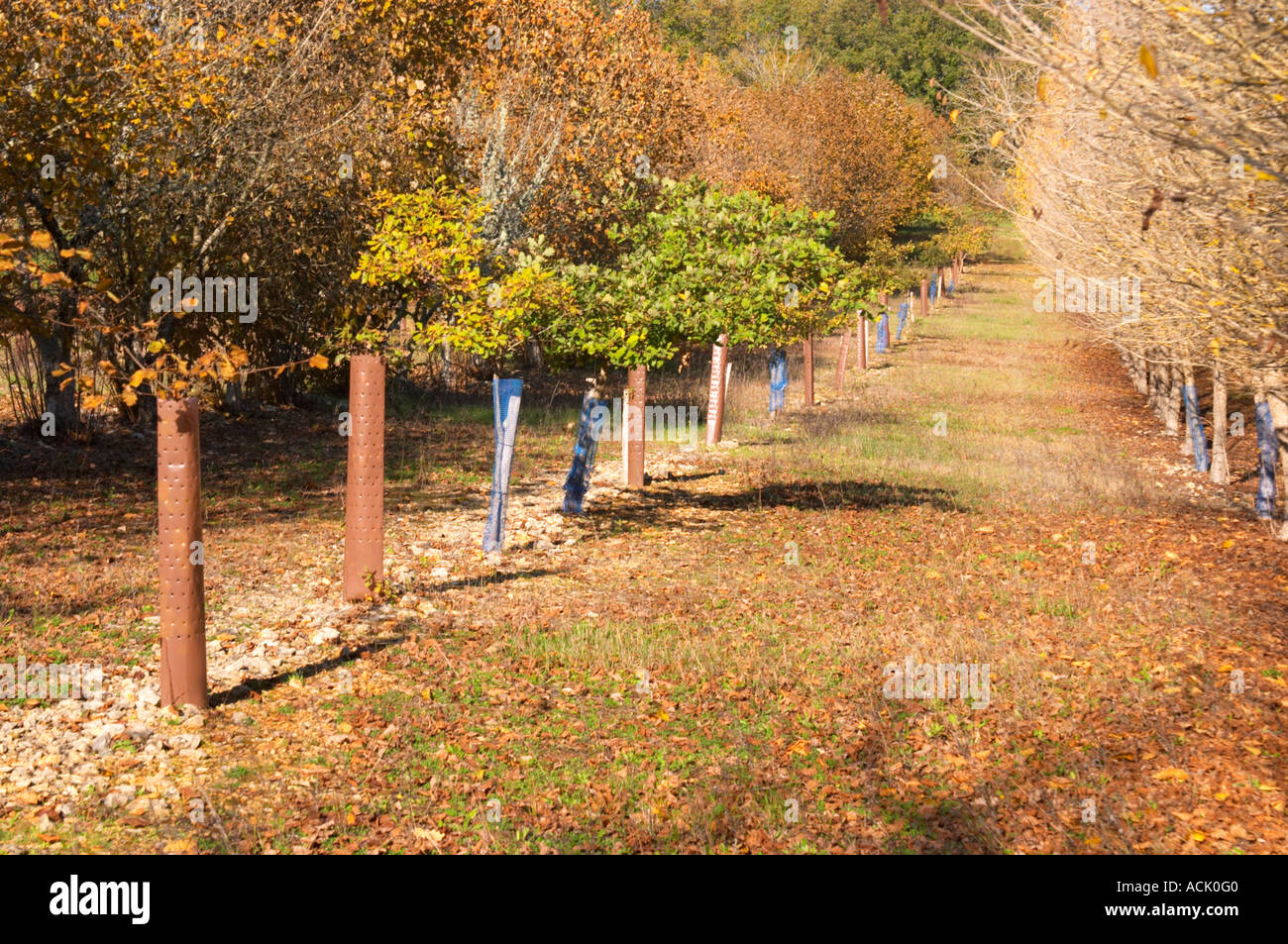 Truffiere hi-res stock photography and images - Alamy