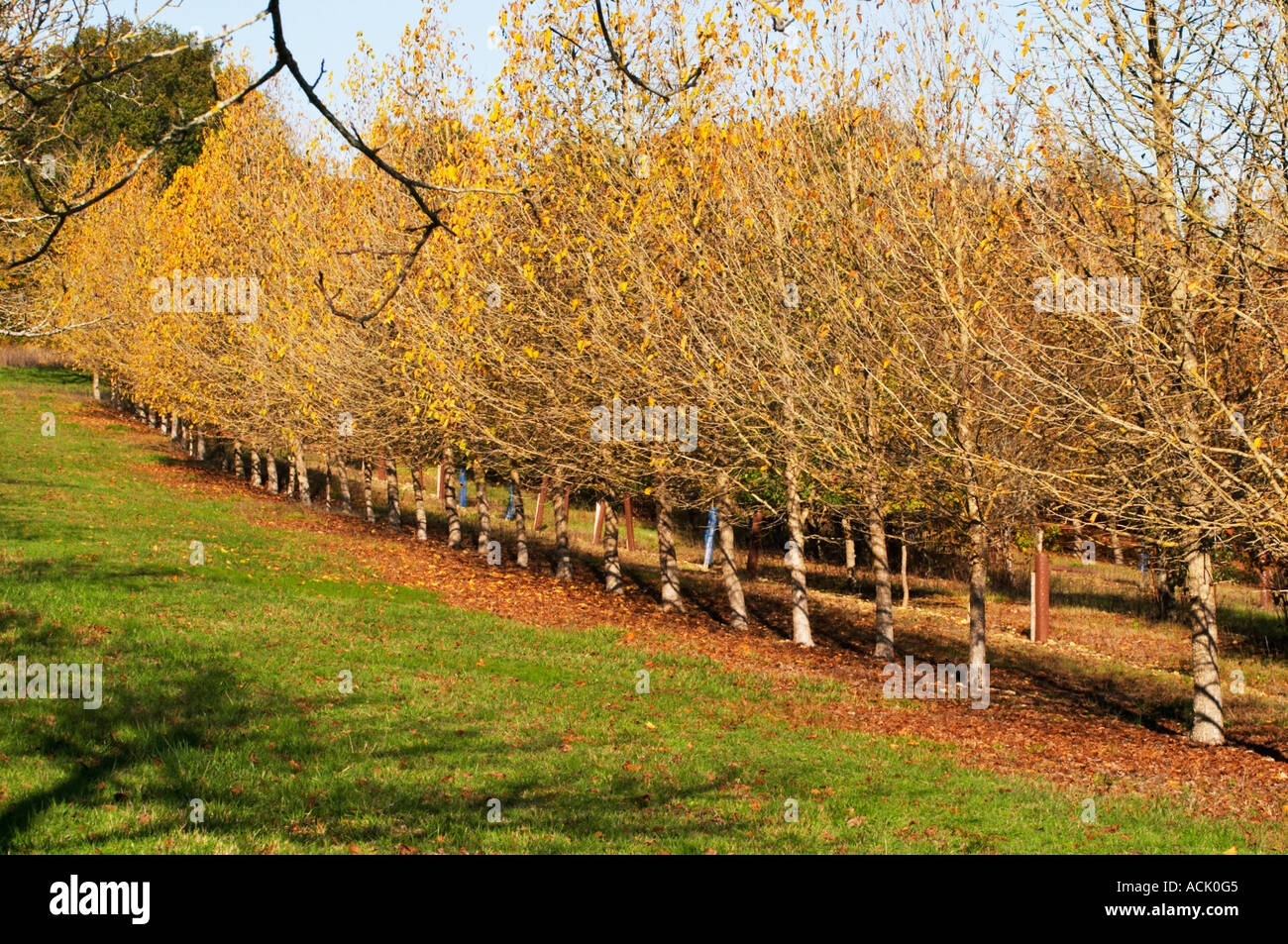 Truffiere hi-res stock photography and images - Alamy
