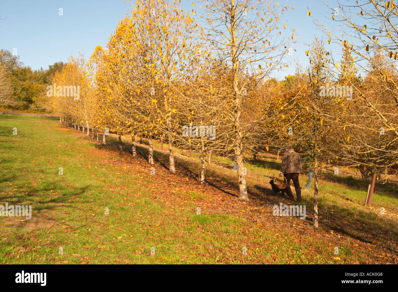 Truffiere hi-res stock photography and images - Alamy