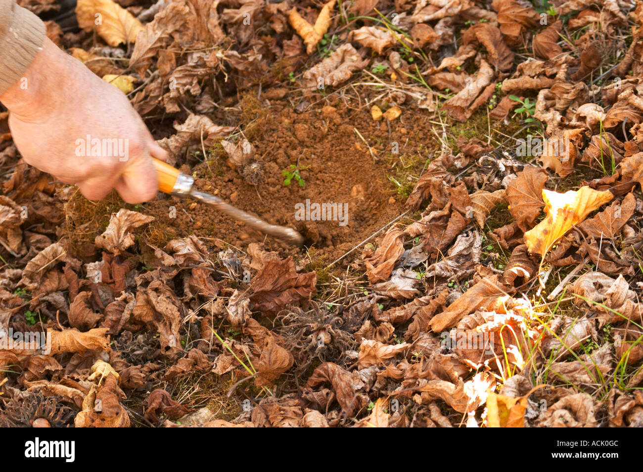 Truffiere hi-res stock photography and images - Alamy