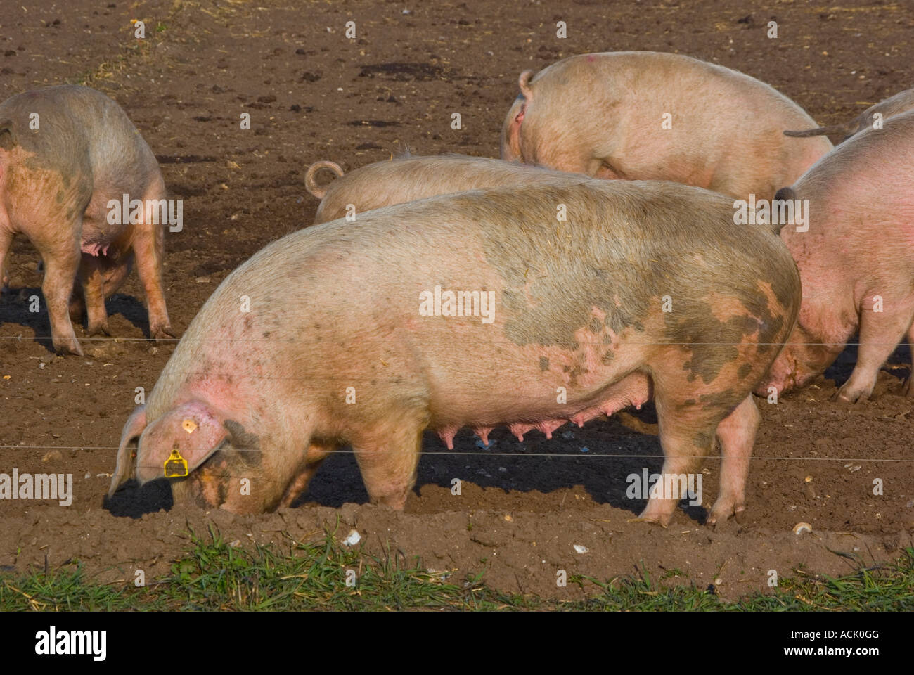 Pig uk farm hi-res stock photography and images - Alamy