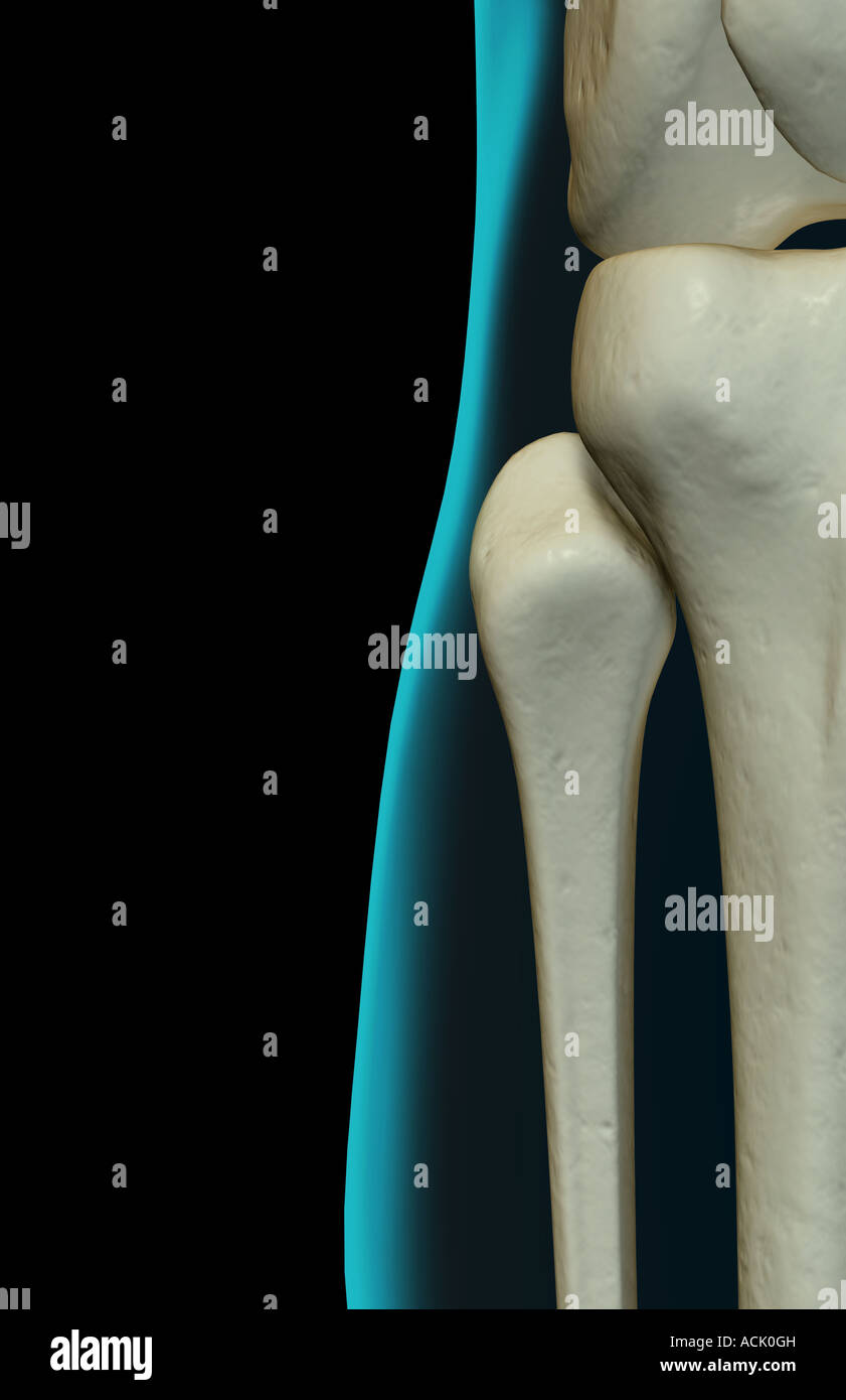 The bones of the knee Stock Photo - Alamy
