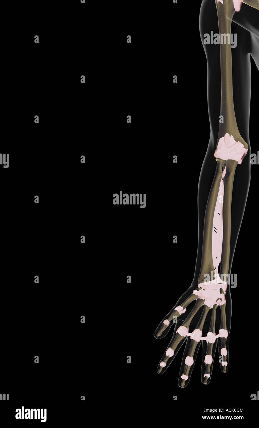 Annular ligament hi-res stock photography and images - Alamy