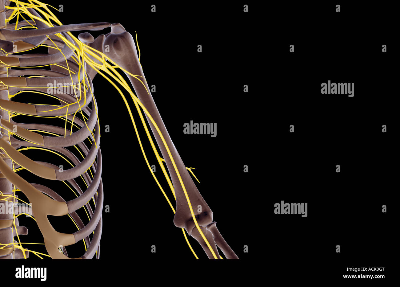Nerves arm hi-res stock photography and images - Alamy
