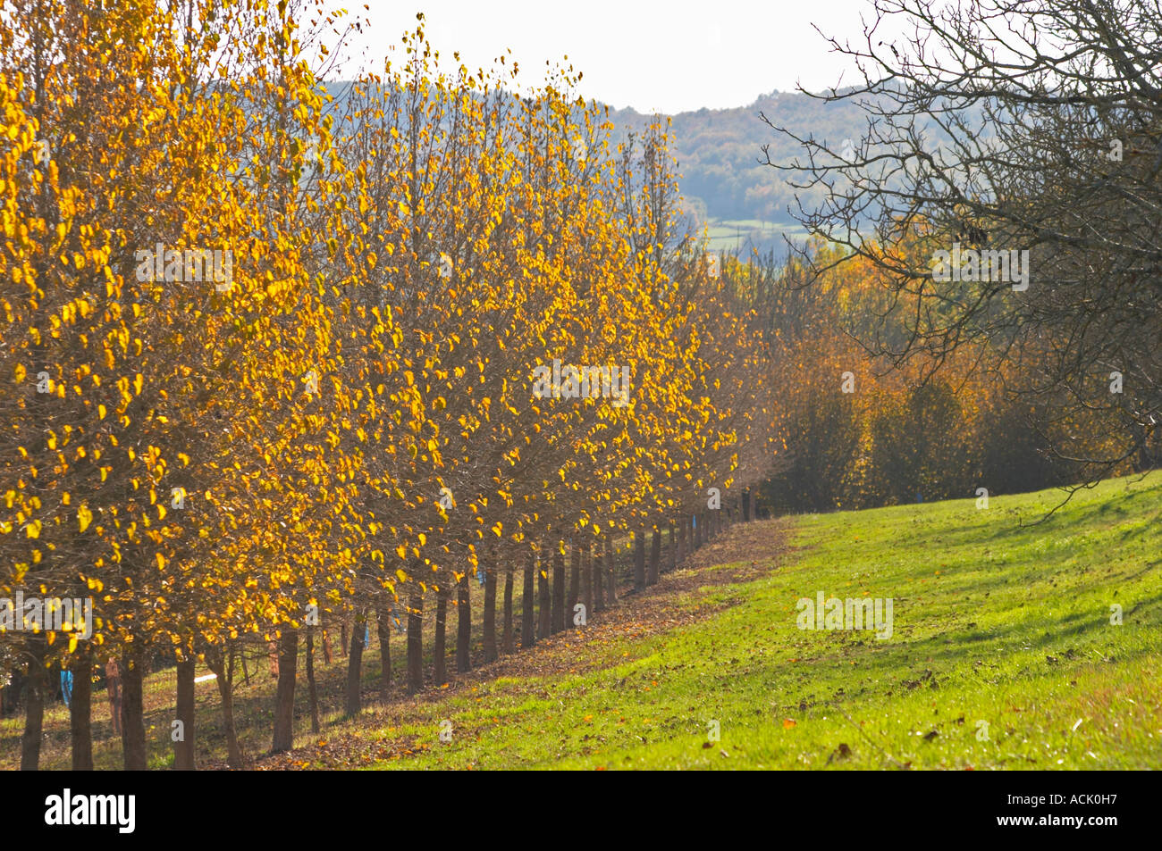 Truffiere hi-res stock photography and images - Alamy