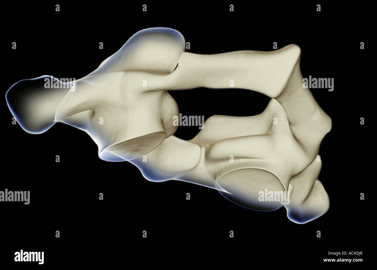 Atlas Vertebra And Human High Resolution Stock Photography and Images ...