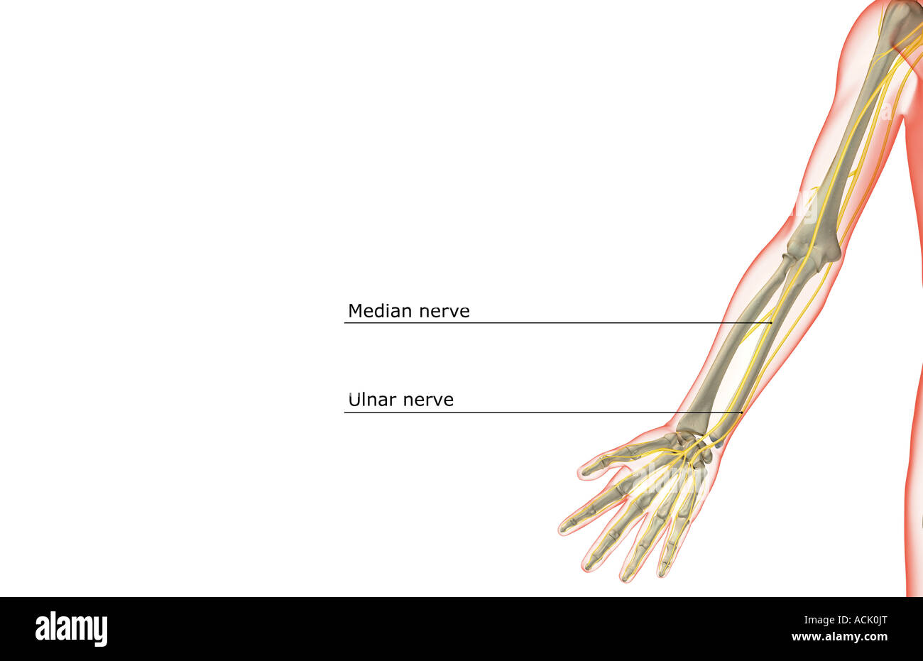 The nerves of the upper limb Stock Photo - Alamy