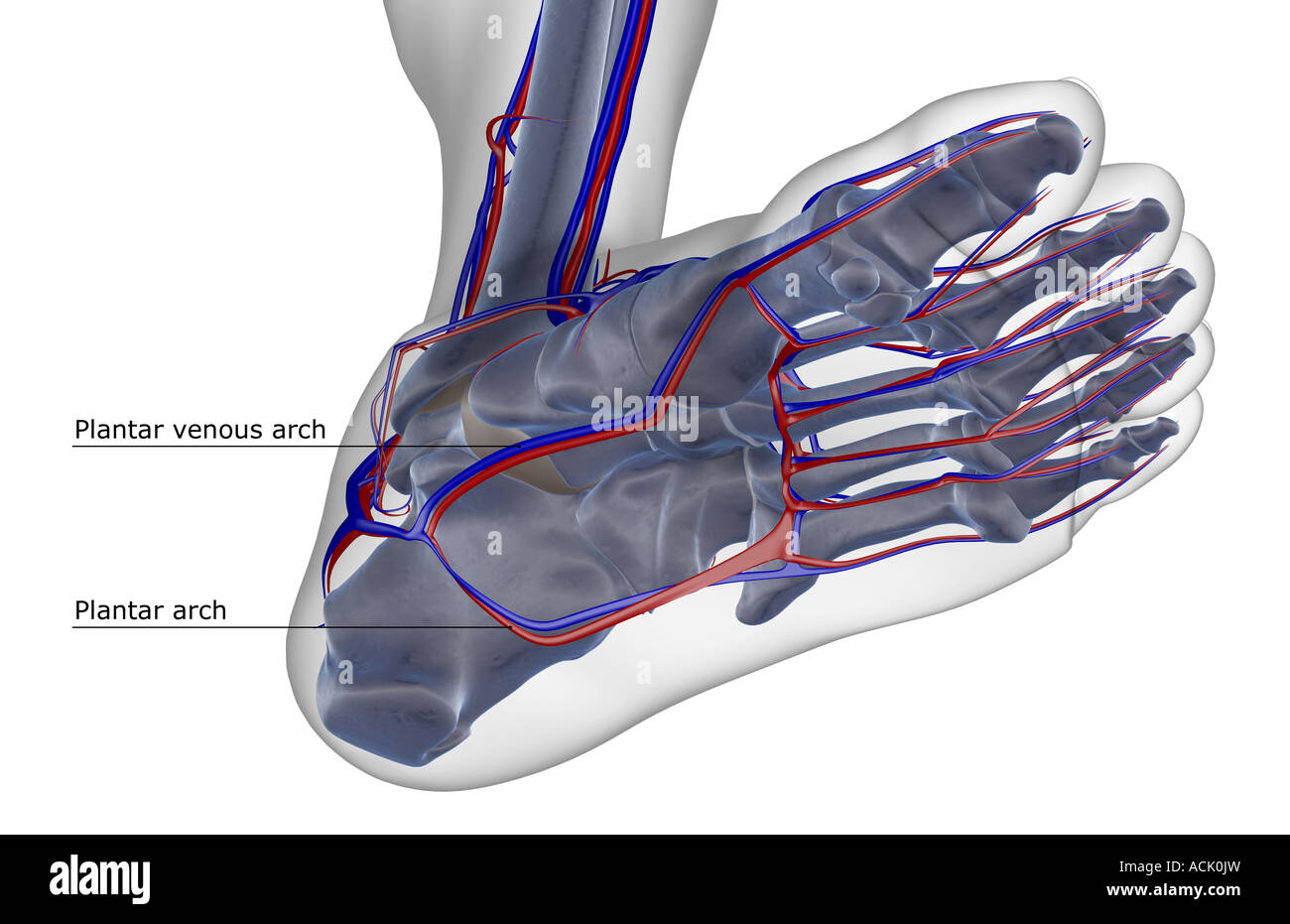 Plantar arch hi-res stock photography and images - Alamy